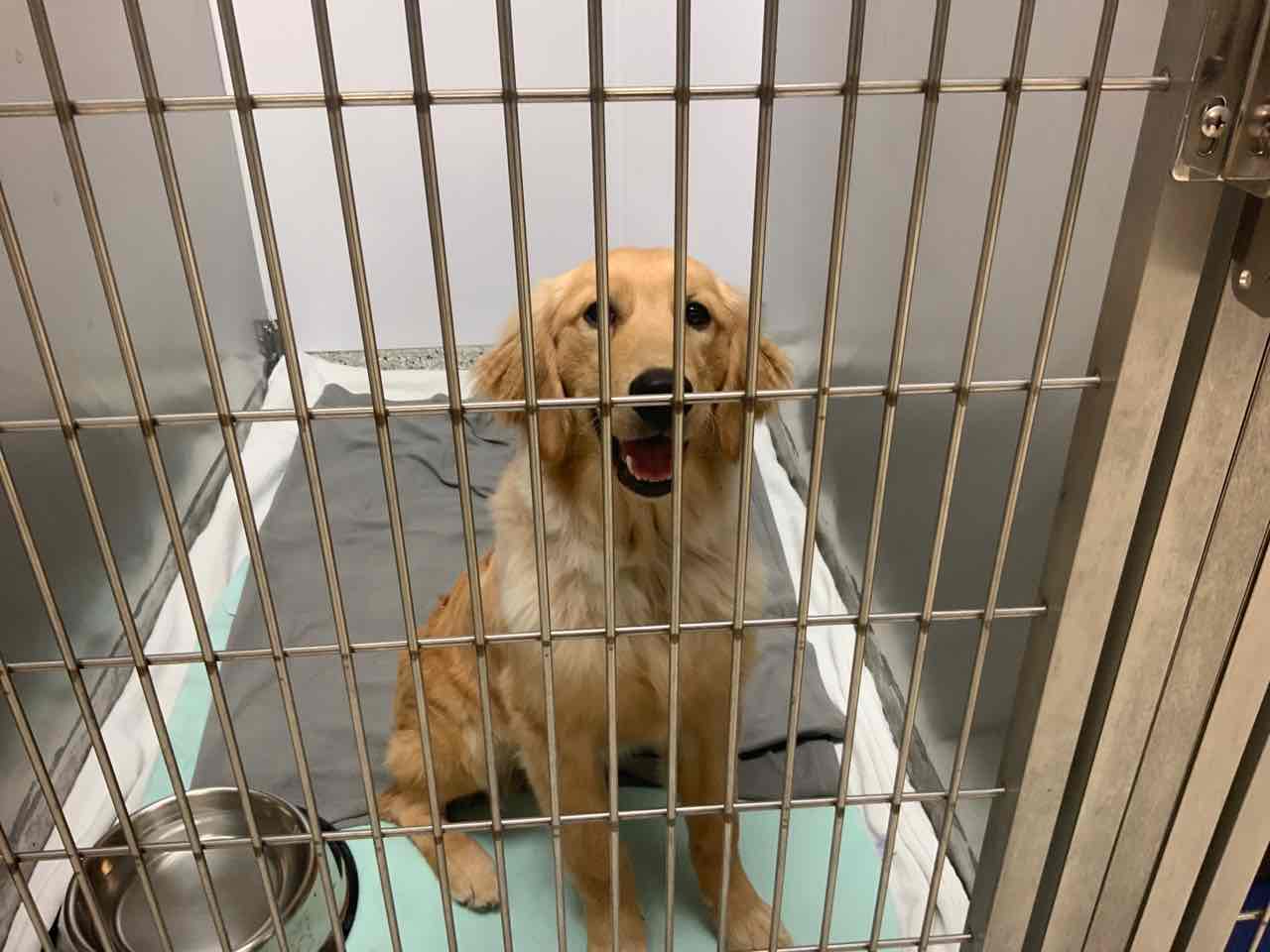 Foster - Adopt A Golden Retriever | Golden Retriever Rescue Resource