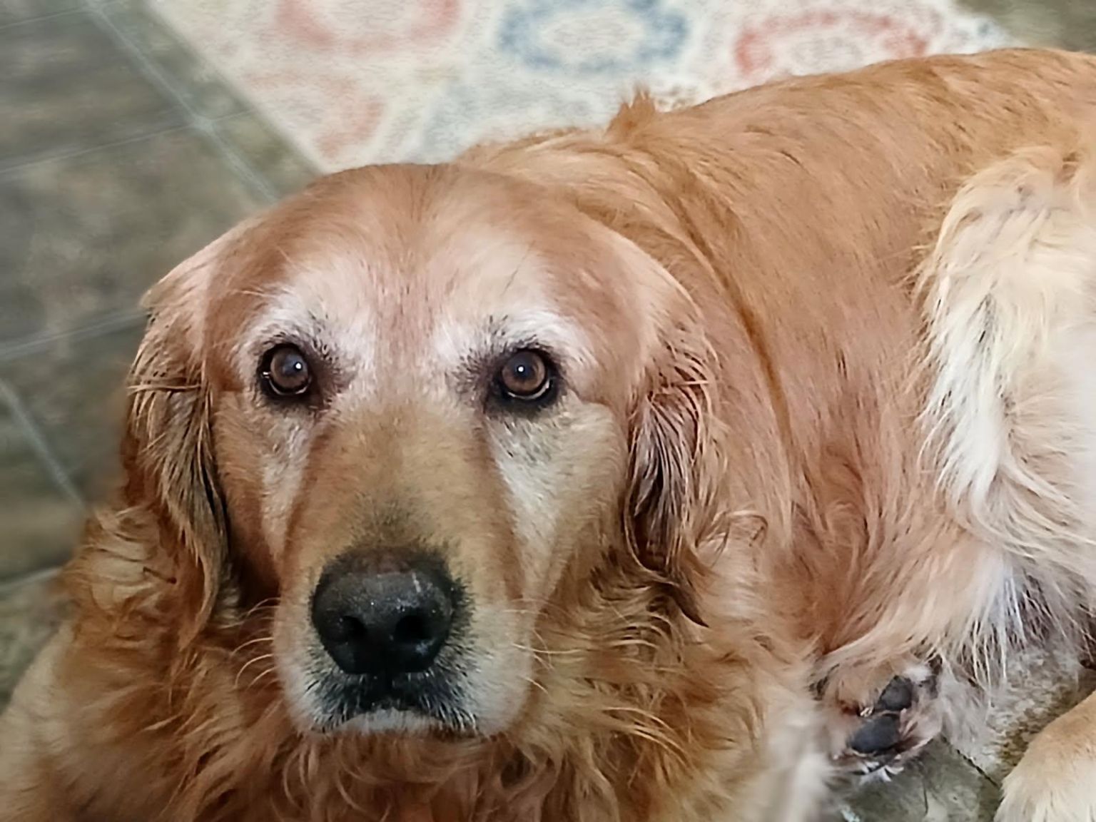 Buff - Adopt A Golden Retriever | Golden Retriever Rescue Resource