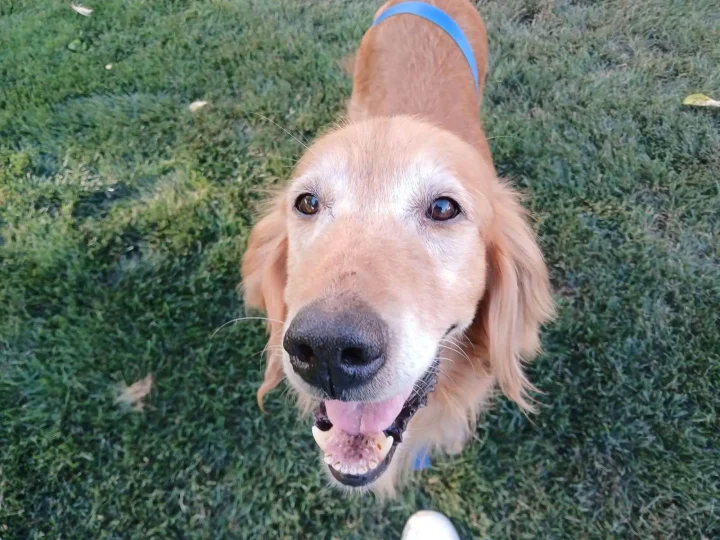 Scottie - Adopt A Golden Retriever | Golden Retriever Rescue Resource