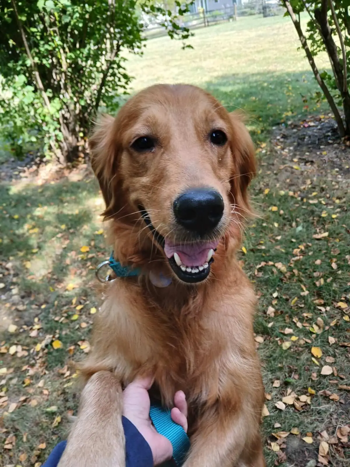 Marigold - Adopt A Golden Retriever | Golden Retriever Rescue Resource