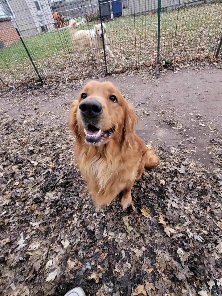 Odin - Adopt A Golden Retriever | Golden Retriever Rescue Resource